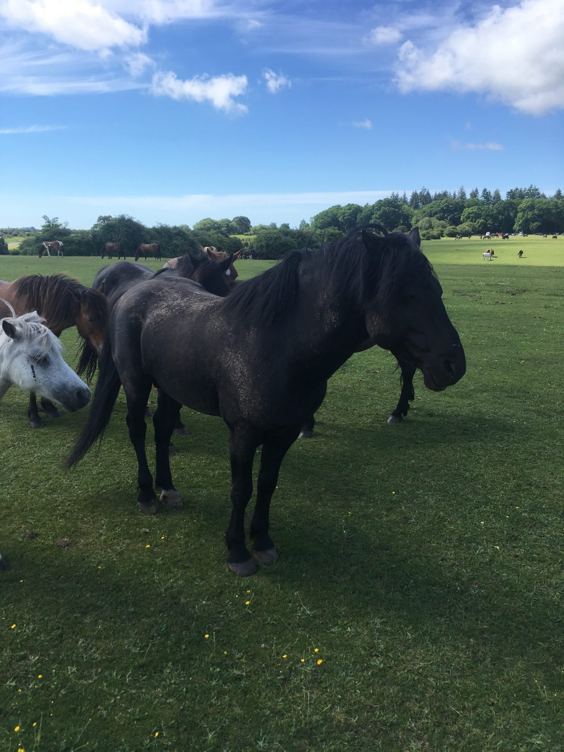 Pony Breeding - Muddycreek Farm