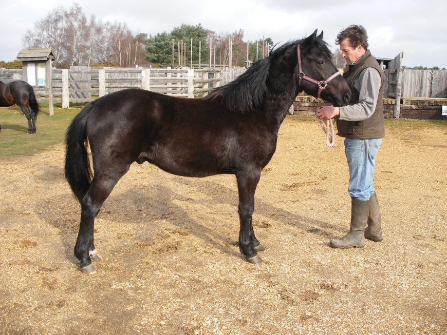 Pony Breeding - Muddycreek Farm